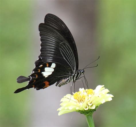 モンキアゲハ by 葛の花 ID8985090 写真共有サイト PHOTOHITO