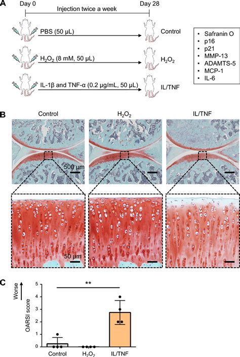 In Vivo Experimental Schema And Safranin O Staining A Experimental