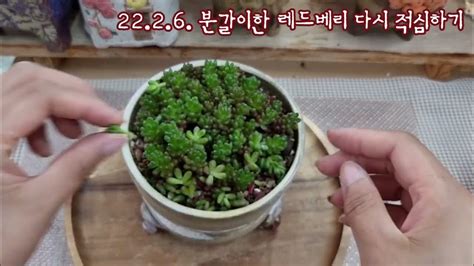 분갈이 4개월 적심 50일 후 레드베리 오늘 다시 적심해요 Youtube