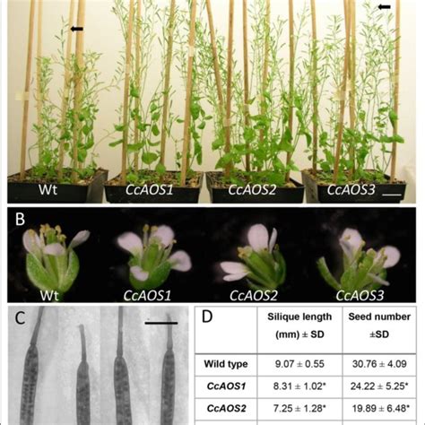 Phenotypical Characterization Of Transgenic Arabidopsis Plants