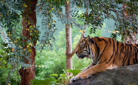Обои Животные Тигры обои для рабочего стола фотографии животные тигры хищник тигр деревья