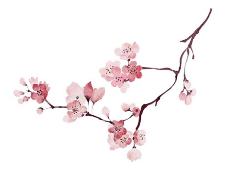 Acuarela Flor De Cerezo Sakura Rama Pintura Auto Rastro Aislado Sobre