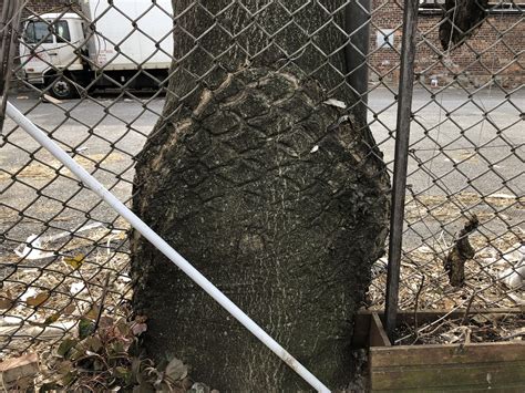 This Tree That Grew Through A Fence R Mildlyinteresting