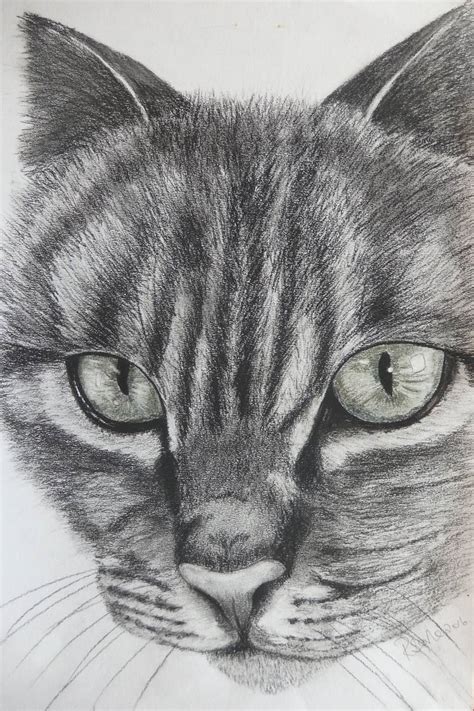 Tabby Cat Sketch At PaintingValley Com Explore Collection Of Tabby Cat Sketch