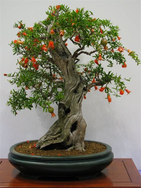 Pomegranate Bonsai Trees Punica Granatum Bonsai Tree Gardener