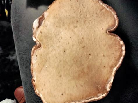 [question]what Is This Mushroom R Whatisthismushroom