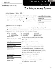 Exercise The Skin Integumentary System Review Sheet If P Airtime Date It Y The Skin