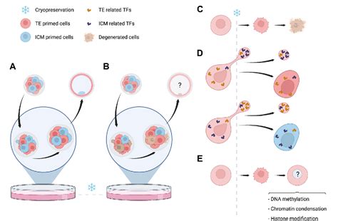 Figure 2 From Update On The Epigenomic Implication Of Embryo