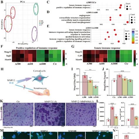 A Workflow For Exploring The Function Of Mmp12 In Rat Skin Defects