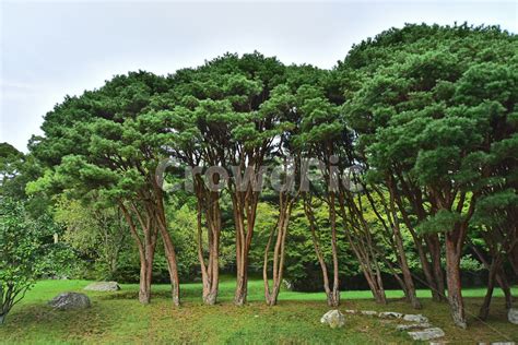 소나무 반송 줄기 자연 배경 사진이미지일러스트캘리그라피 Space작가