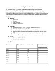 Lab Building Proteins From RNA Docx Building Proteins From RNA In This Lab I M Going To