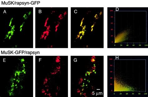 Rapsyn Gfp Achr And Musk Gfp Achr Distribution At Ectopic Musk Induced