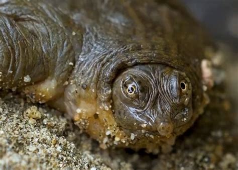 加州動物園迎喜訊 41隻瀕危海龜幼崽面世