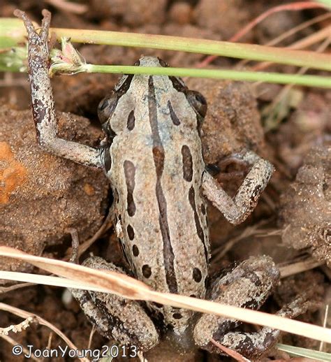 South African Photographs Bubbling Kassina Kassina Senegalensis