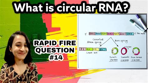 Circular RNA Structure Function Types Importance YouTube