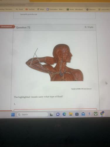 Circulatory System Lab Exam Flashcards Quizlet