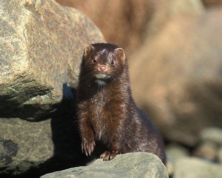 Mink History And Some Interesting Facts