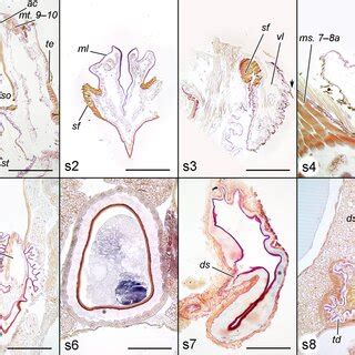 Histological Sections Of Genitalia With Details Of Certain Structures Download Scientific
