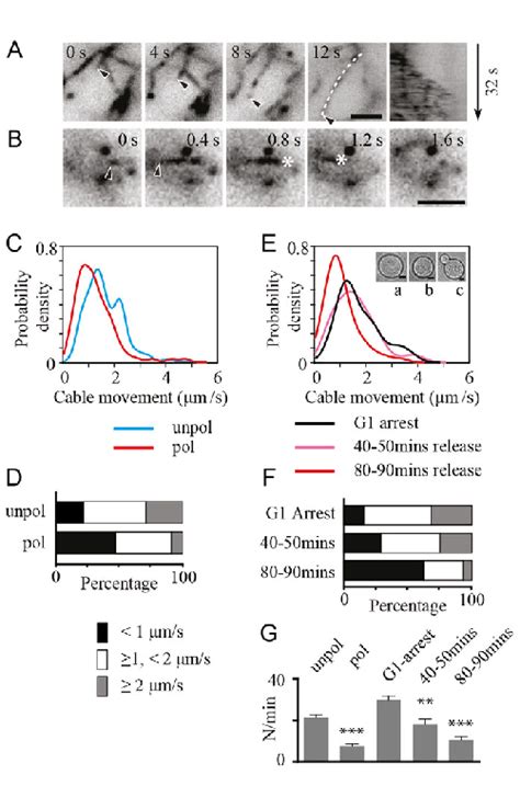 Actin Cable Dynamics During Cell Polarization A Cable Elongation