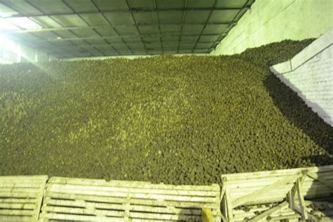 Мелкий картофель калибр 1 5 4 5 Белый сорт — Agro Kazakhstan