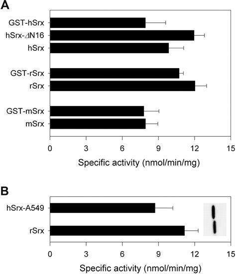 Characterization Of Mammalian Sulfiredoxin And Its Reactivation Of