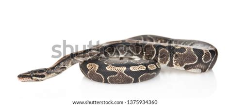 Royal Python Ball Python Python Regius Stock Photo 1375934360