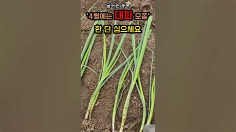 4월에는 대파 모종 한 단 심으세요 대파 대파모종 대파심기 전원생활 Youtube