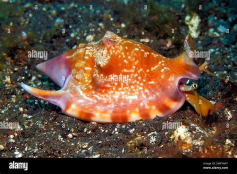 Bubble Stromb Or Bubble Conch Euprotomus Bulla Previously Strombus