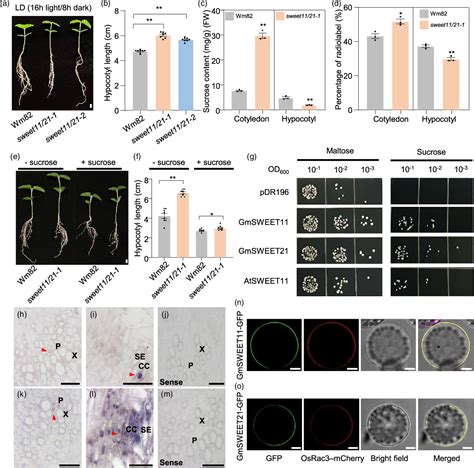 Figure 1 From Soybean Hypocotyl Elongation Is Regulated By A Myb33‐sweet11 21‐ga2ox8c Module