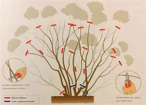 How To Prune Paniculate Hydrangea In Autumn Diagram And Video For