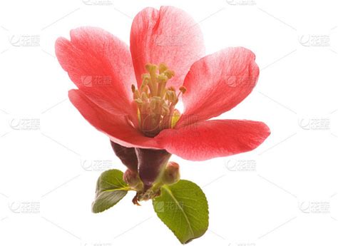 贴梗海棠开花