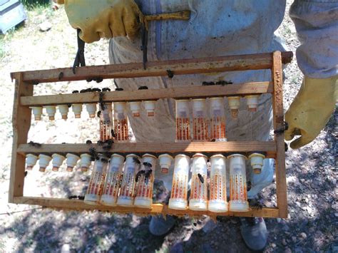 Comunidad De Foros De Apicultura Primer Año Método Doolitle Cría De