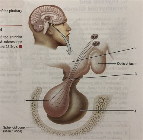 Anterior And Posterior Pituitary 252 A Diagram Quizlet
