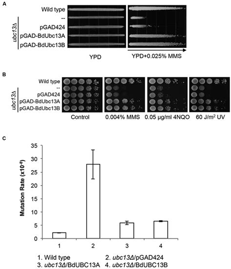 Functional Complementation Of The Yeast Ubc13 Null Mutant By Bdubc13s Download Scientific