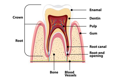 A Day In The Life Of A Tooth Understanding Tooth Structure And Function Angella Tomlinson D