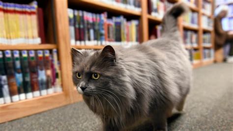 How To Setup Sharepoint Integration Model Driven Power Apps Matthew Devaney