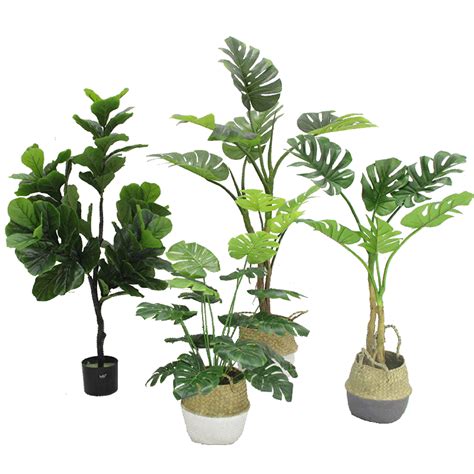 热带盆栽大全 适合热带种植的盆栽 热带盆栽花卉有哪些 大山谷图库