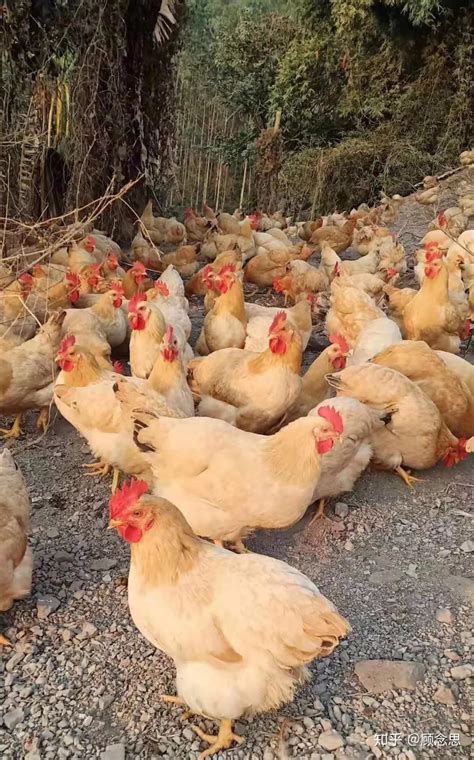 阉鸡前后应如何处理？阉鸡饲养管理关键技术 知乎