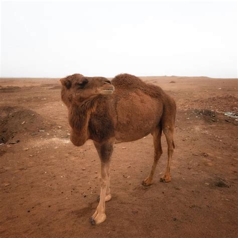 Shahdad Desert Magnificent Desert Of The Kalouts In Iran
