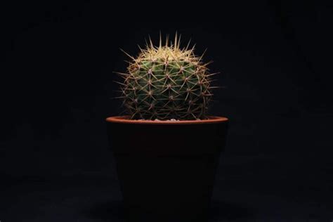 How To Remove Cactus Thorns Simple And Effective Methods Global Gardening Secrets