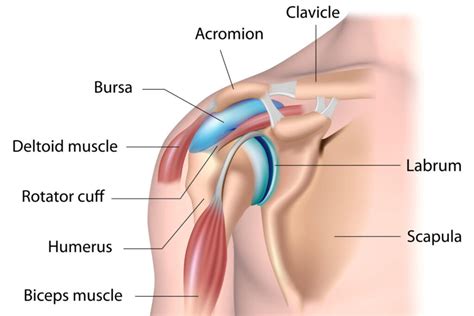 Rotator Cuff Tendonitis Motus Physical Therapy