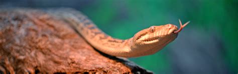 Check Our Our Scrub Python S At Australia Zoo