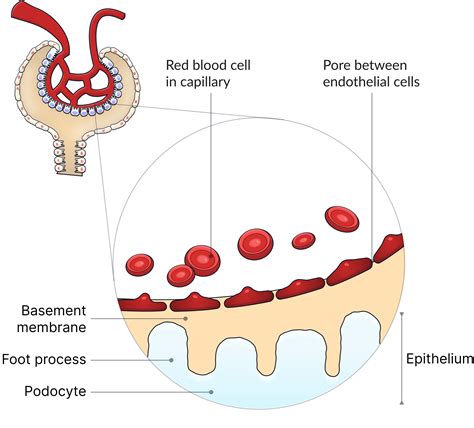 Ultrafiltration Aqa A Level Biology