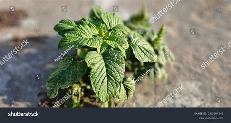 Amaranthus Retroflexus Species Flowering Plant Amaranthaceae Stock