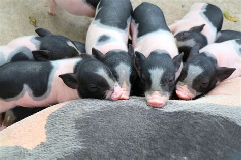 Bebés Rosados Y Negros Manchados Cerdos De Vientre De Olla Duermen En