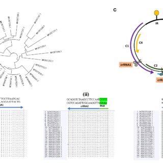 A The Circular Phylogenetic Layout Was Derived From The Alignments Of Download Scientific