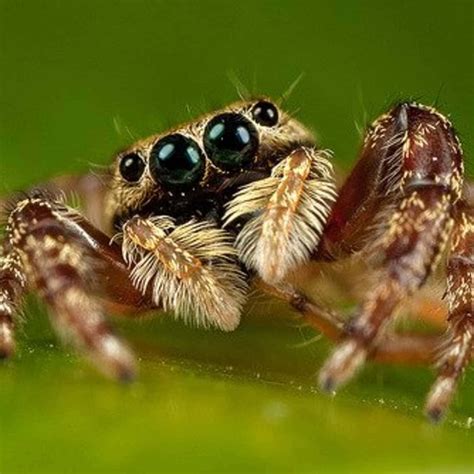 Download Spider Pictures Wallpapers Com