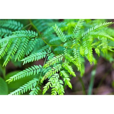 Thornless Honey Locust Tree