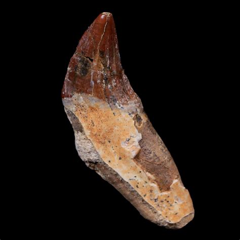 24 Basilosaurus Tooth 40 34 Mil Yrs Old Late Eocene Coa