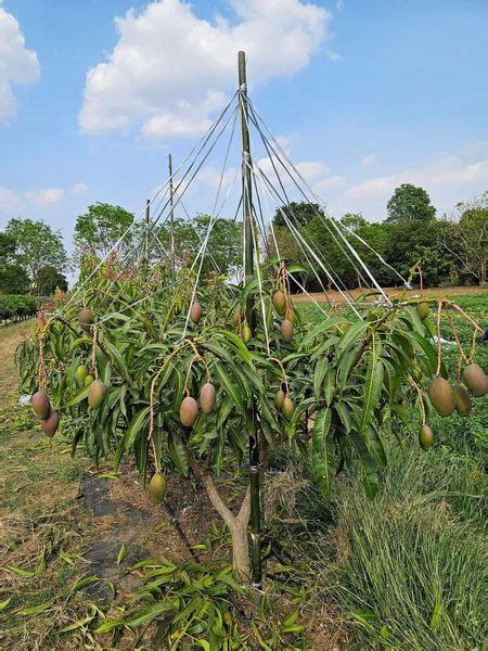 เกษตรทฤษฏีใหม่ เอารูปและการตัดแต่งกิ่งมะม่วงจาก